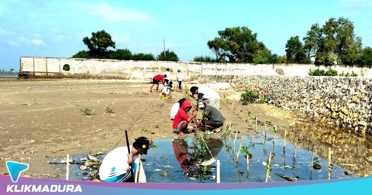Antisipasi Ancaman Abrasi Pantai, Pemuda Muhammadiyah Pamekasan Tanam 10 Ribu Mangrove | Klik Madura