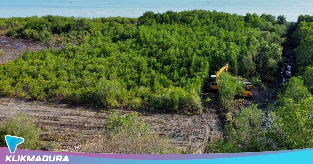 KNPI Jatim Investigasi Pengurasakan Mangrove dan Penerbitan SHM Pantai ...